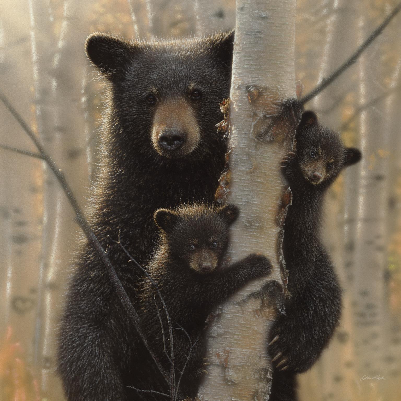 Black Bear By Collin Bogle - Light Brown – Leonardo Furniture